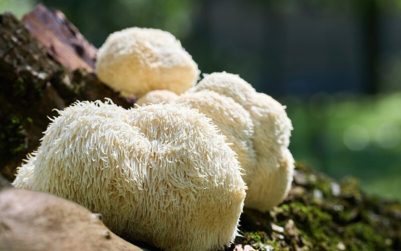 Lion’s Mane: Brain Support from Nature’s Waterfall